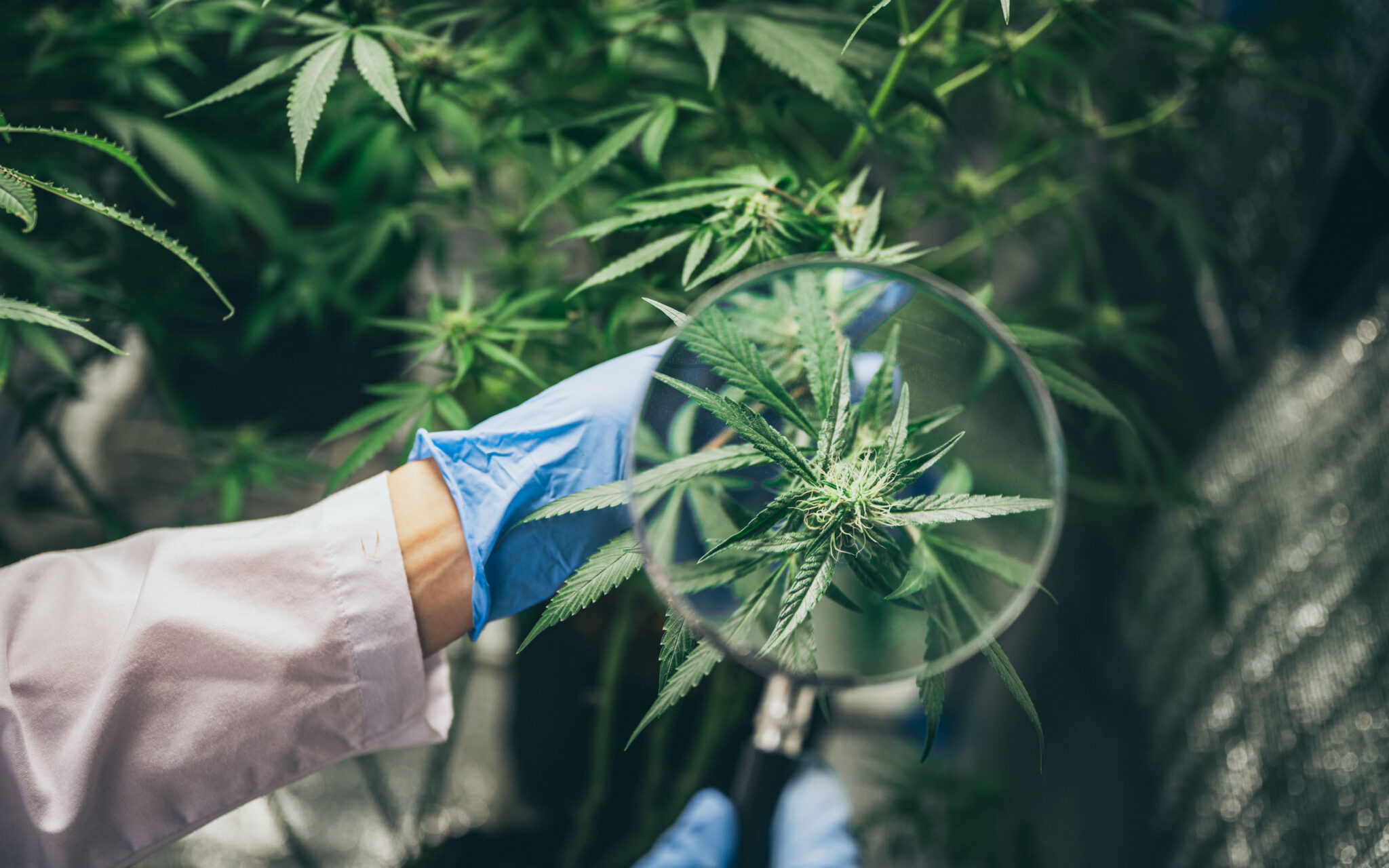 California Cannabis Testing Labs (CCTL): Reliable Testing Laboratory ...